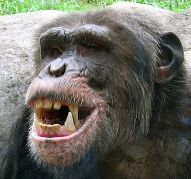 What You Can Learn From The Chimps: Traits Of The Alpha Male Leader ...