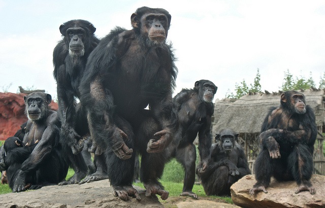 What You Can Learn From The Chimps: Traits Of The Alpha Male Leader ...